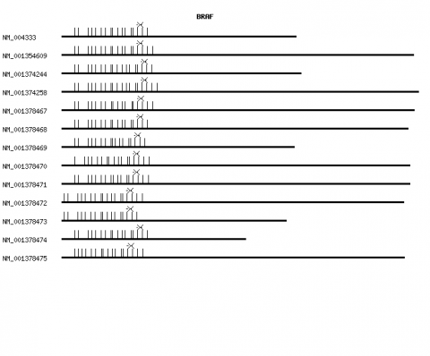 Human BRAF qPCR primer set (NM_004333) - DiaCarta, Inc.